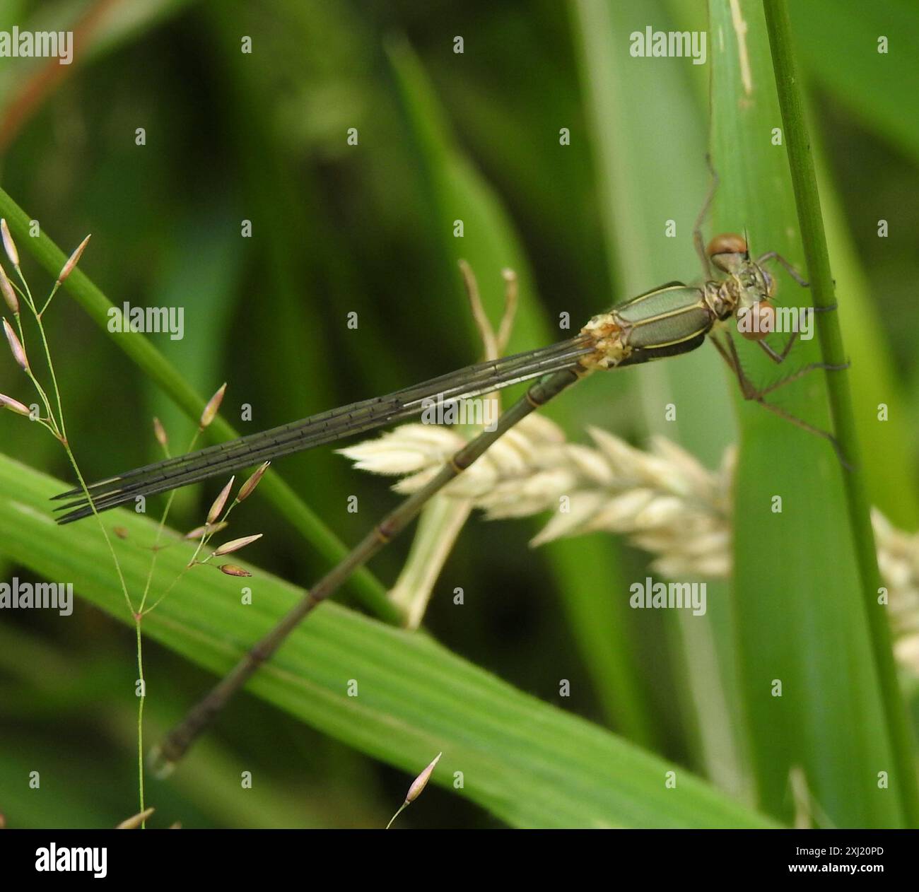 Western Willow Spreadwing (Chalcolestes viridis) Insecta Stock Photo ...