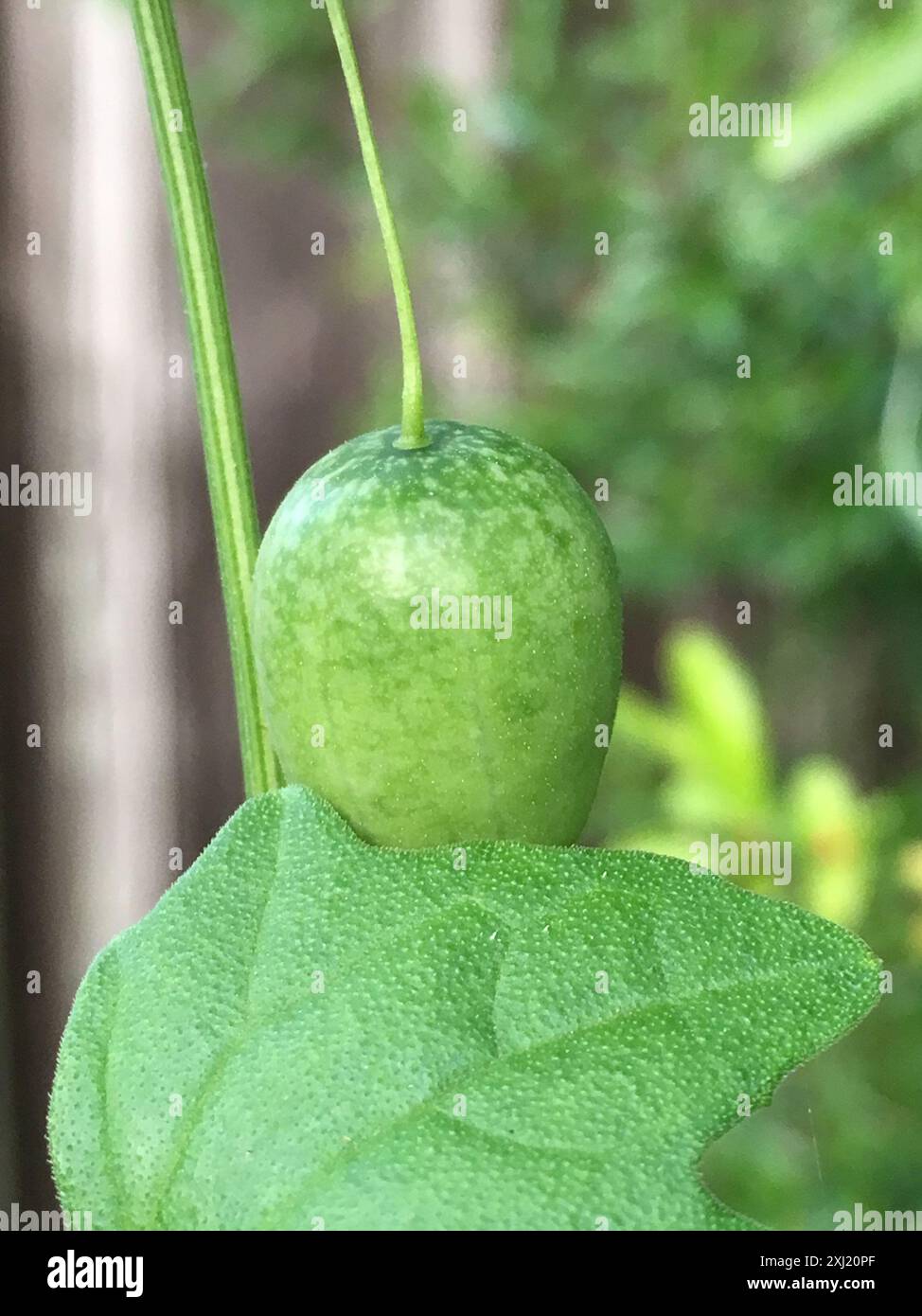creeping cucumber (Melothria pendula) Plantae Stock Photo - Alamy
