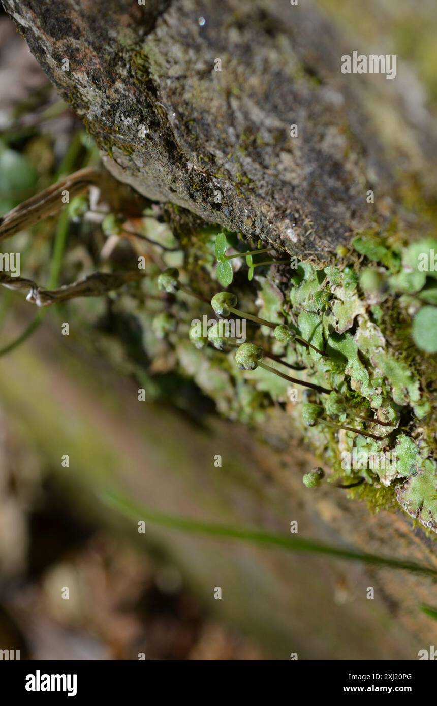 Hemisphaeric Liverwort (Reboulia hemisphaerica) Plantae Stock Photo - Alamy
