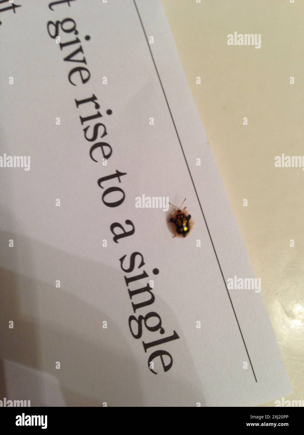 Mottled Tortoise Beetle (Deloyala guttata) Insecta Stock Photo - Alamy