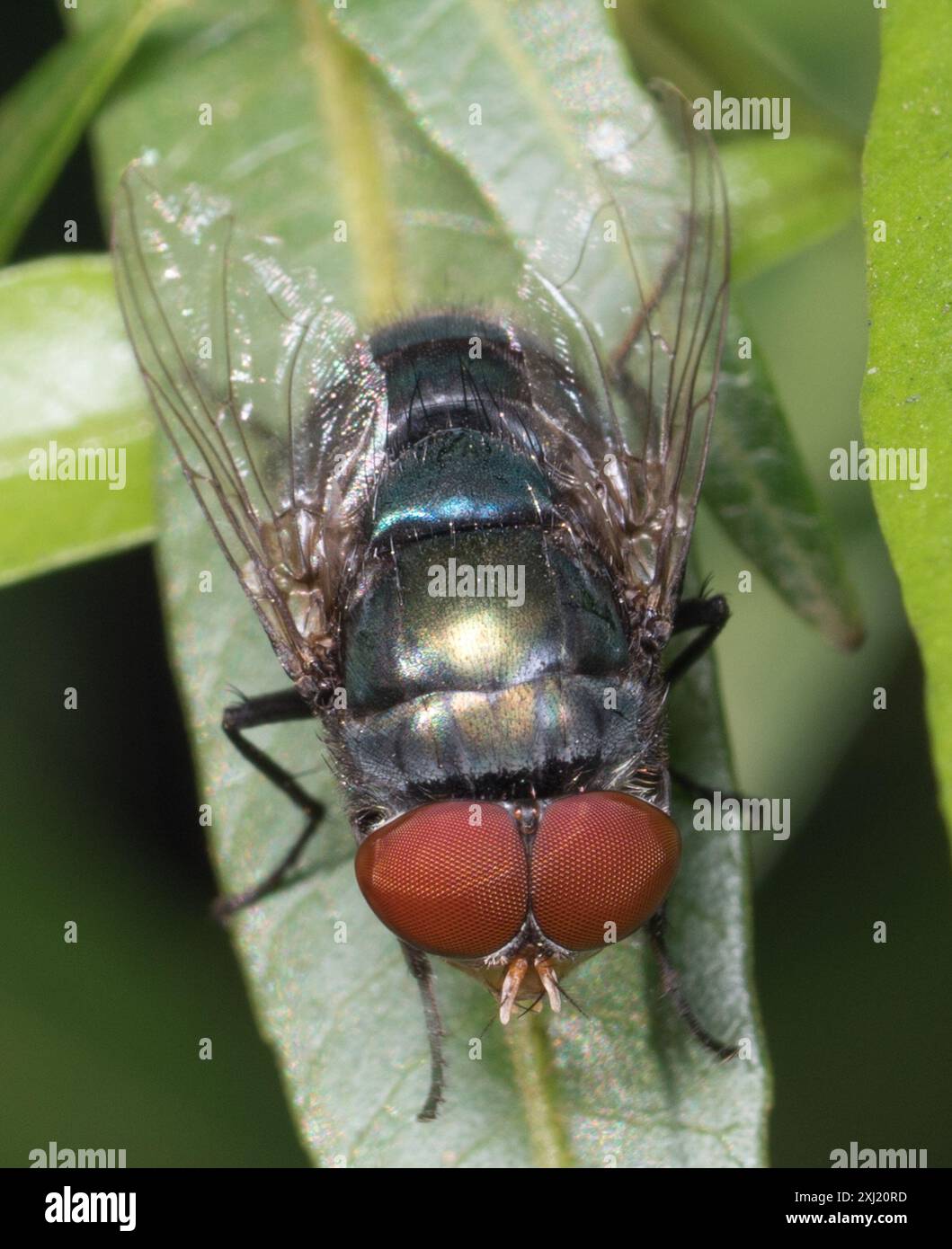 Oriental Latrine Fly (Chrysomya megacephala) Insecta Stock Photo - Alamy
