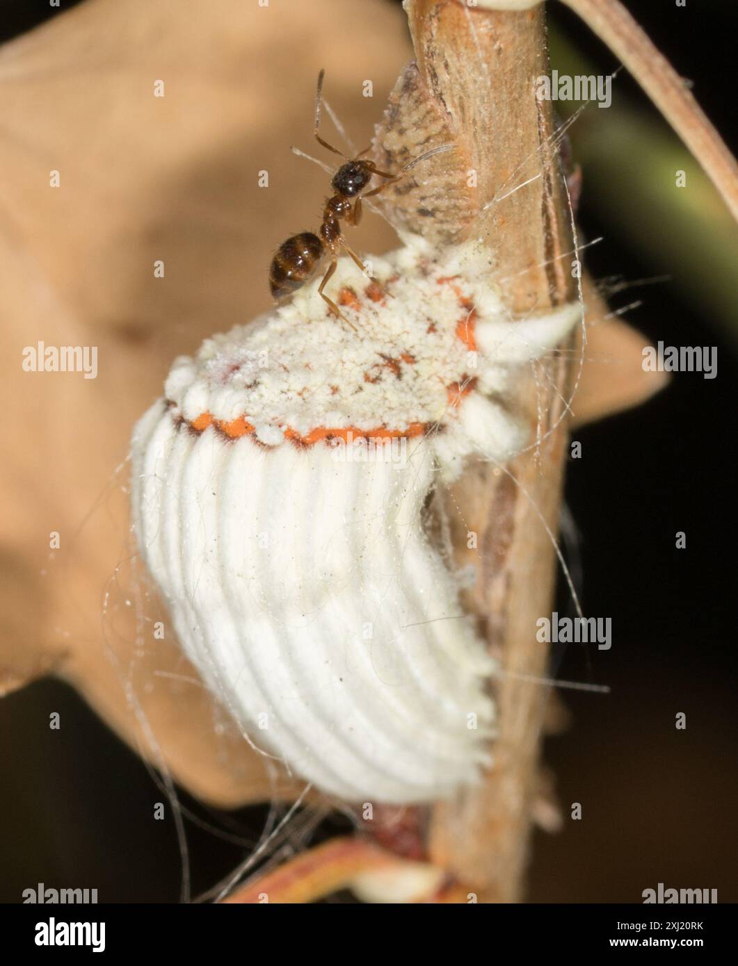 Cottony cushion scale (Icerya purchasi) Insecta Stock Photo - Alamy