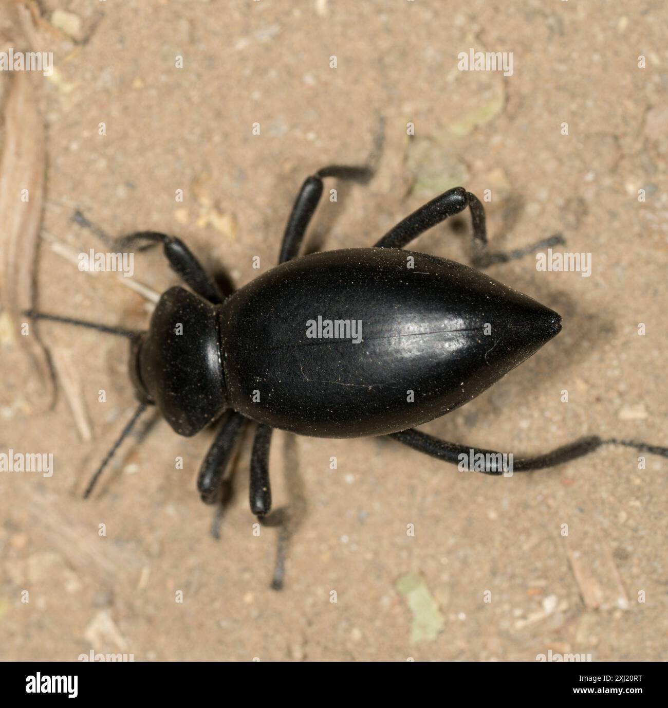 (Eleodes acuticauda) Insecta Stock Photo - Alamy