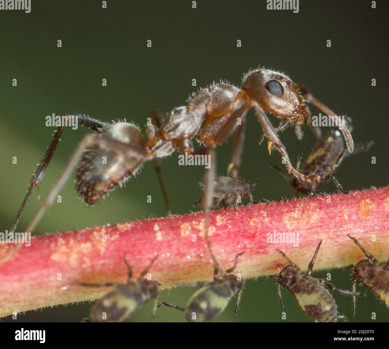 (Formica lepida) Insecta Stock Photo - Alamy