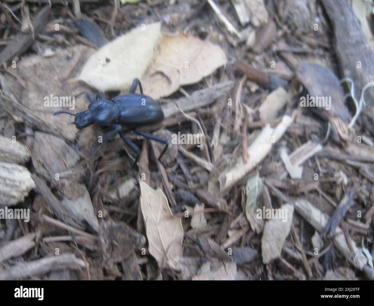 Darkling Beetles (Tenebrionidae) Insecta Stock Photo - Alamy