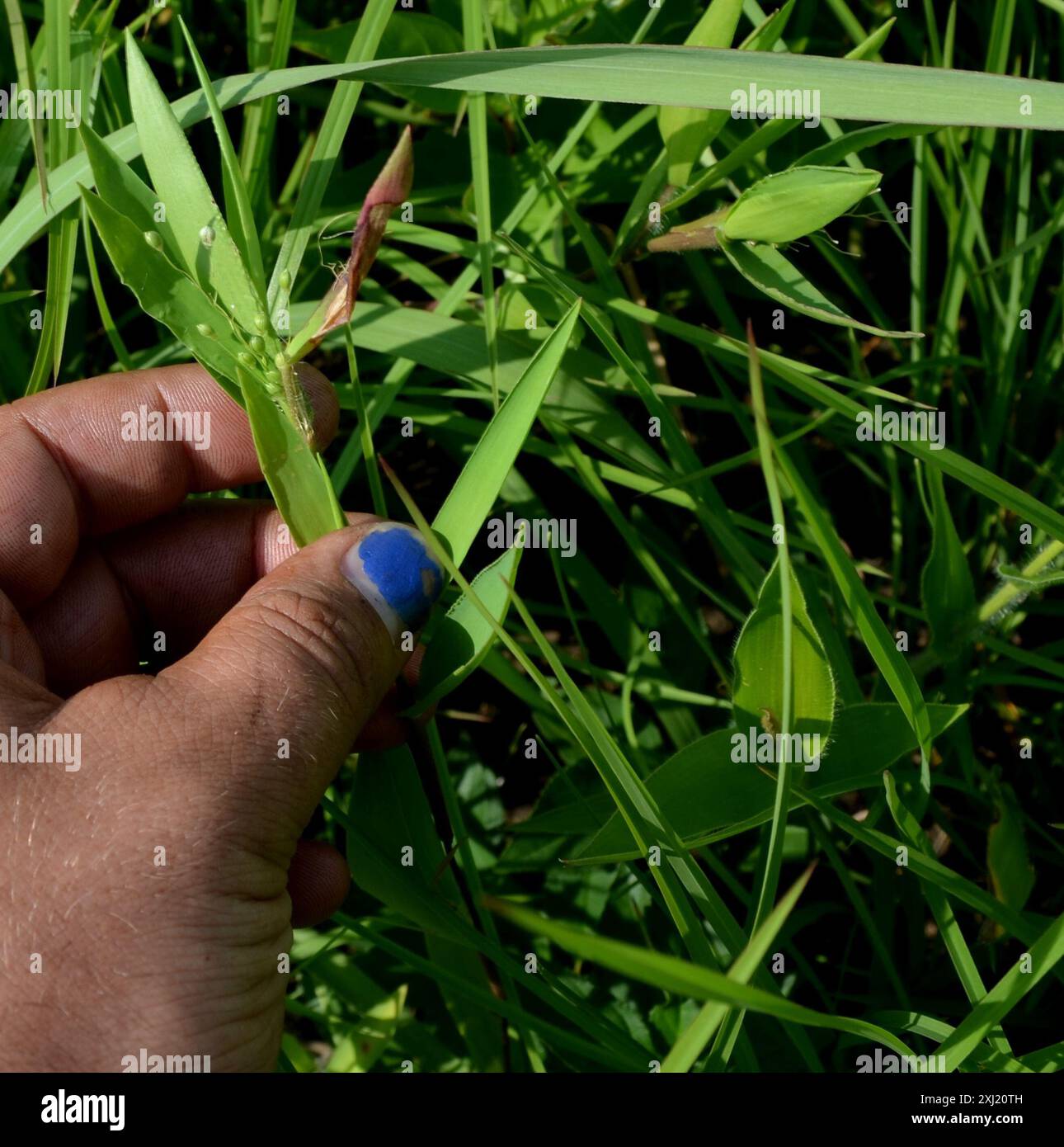 hairy rosette-panicgrass (Dichanthelium acuminatum) Plantae Stock Photo ...