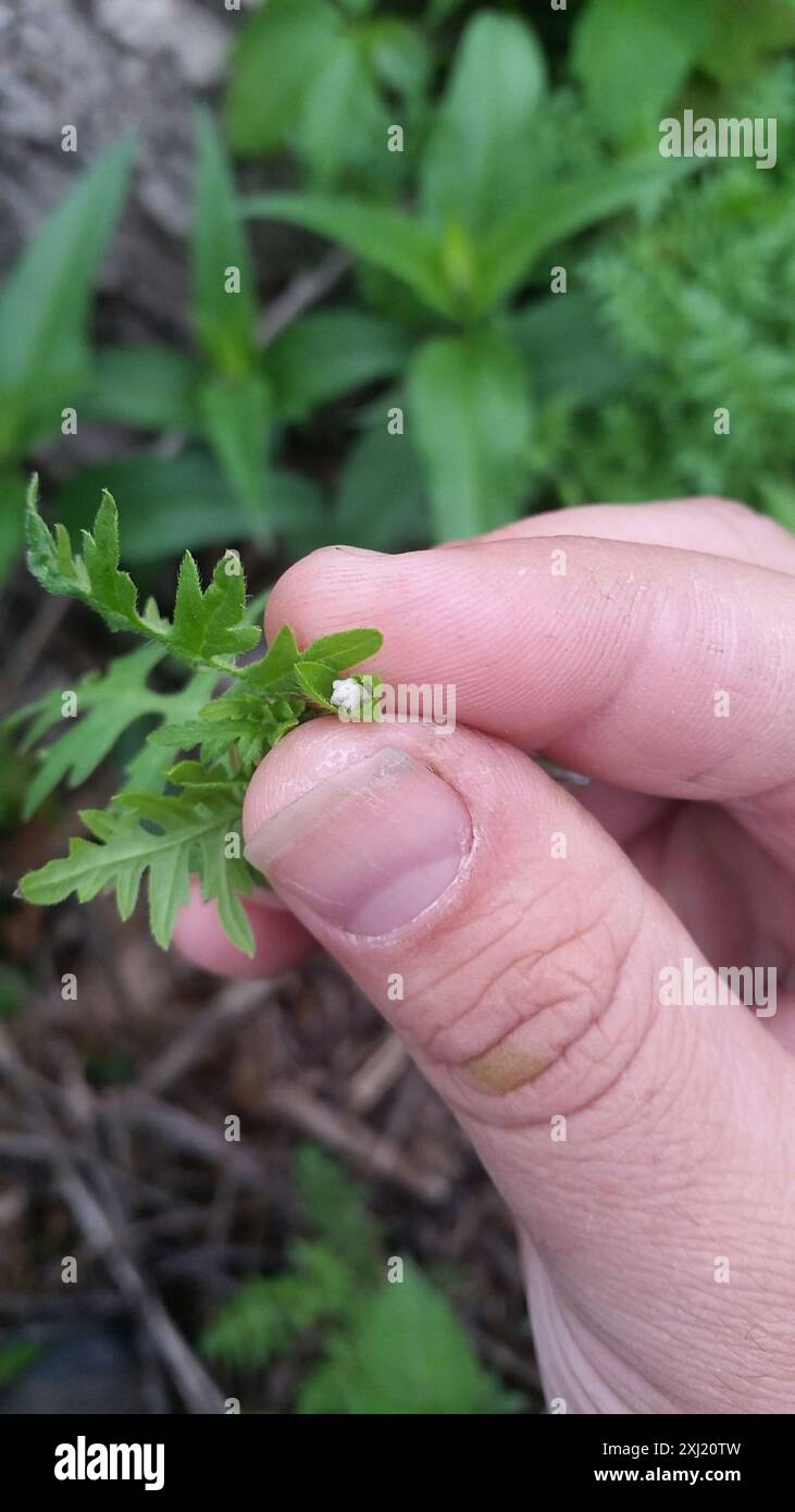 Aunt Lucy (Ellisia nyctelea) Plantae Stock Photo - Alamy