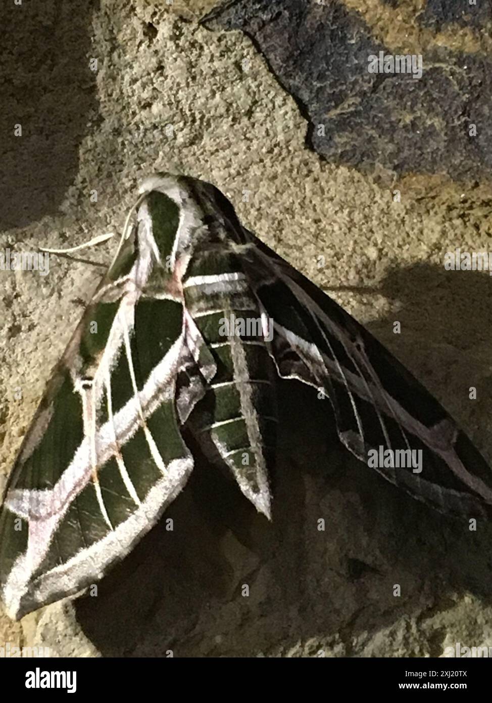 Vine Sphinx (Eumorpha vitis) Insecta Stock Photo - Alamy