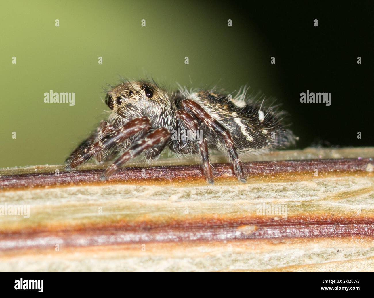 Bold Jumping Spider (Phidippus audax) Arachnida Stock Photo - Alamy