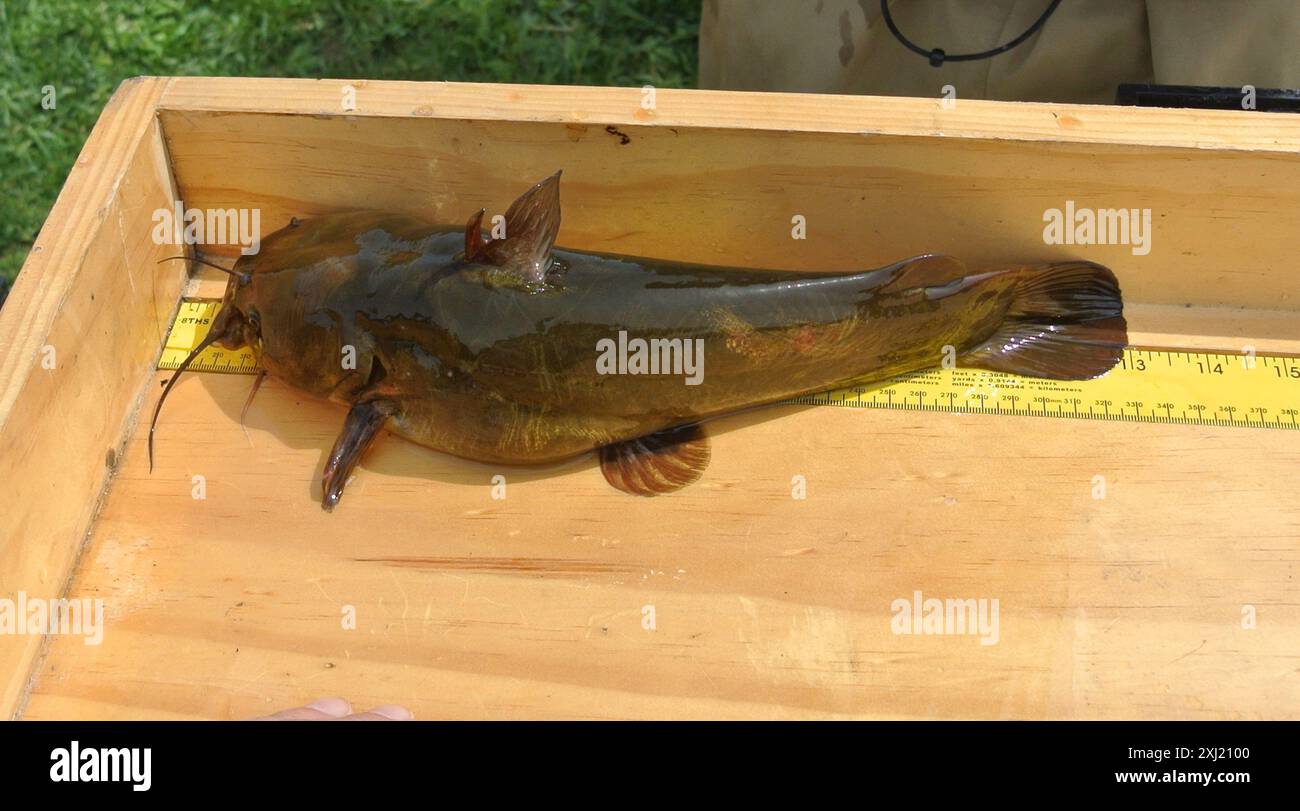 Yellow Bullhead (Ameiurus natalis) Actinopterygii Stock Photo - Alamy