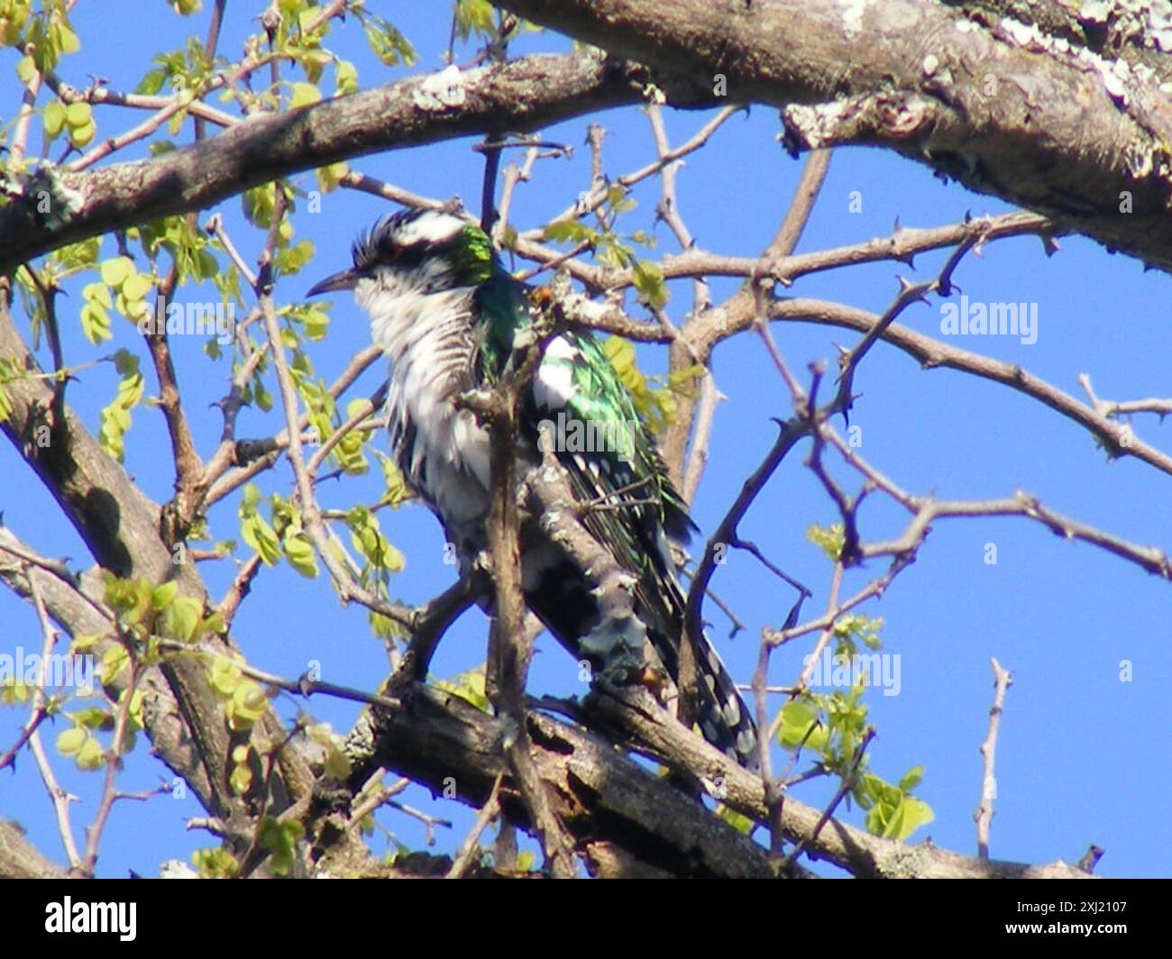 The diederik cuckoo hi-res stock photography and images - Alamy