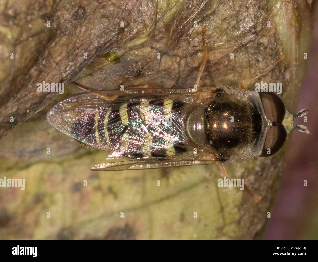 Large-tailed Aphideater (Eupeodes volucris) Insecta Stock Photo - Alamy