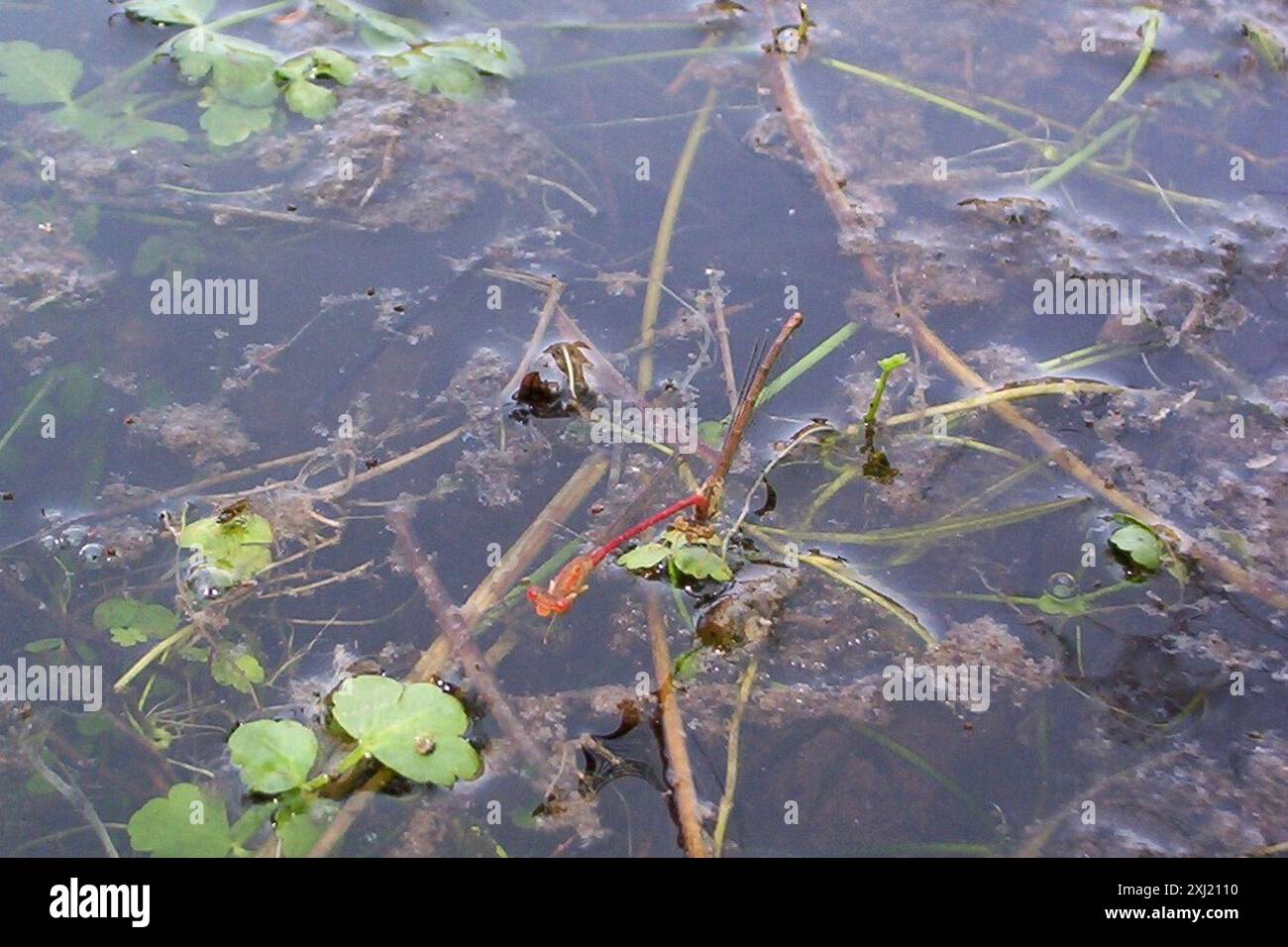 Telebasis salva hi-res stock photography and images - Alamy