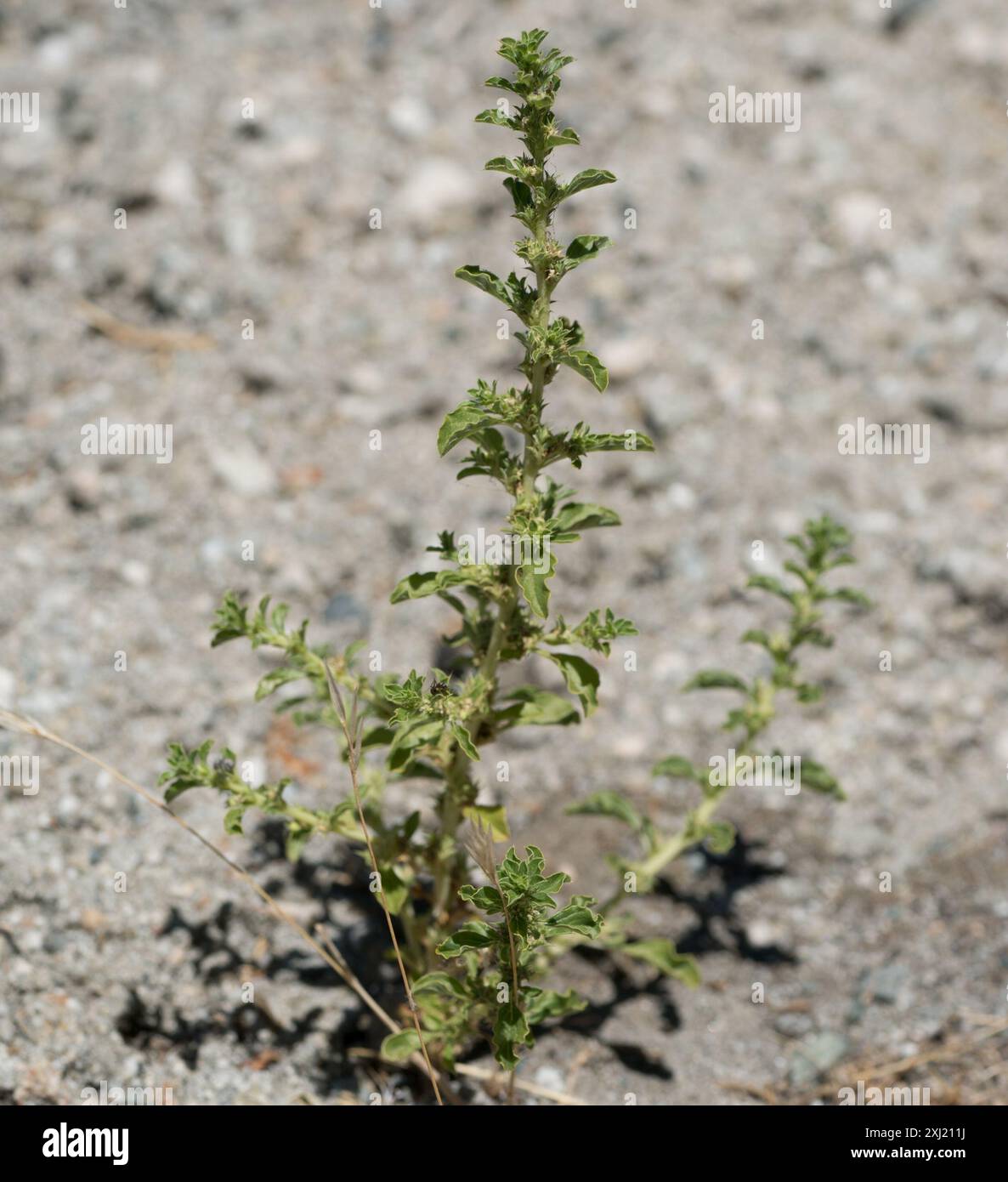 prostrate pigweed (Amaranthus albus) Plantae Stock Photo - Alamy