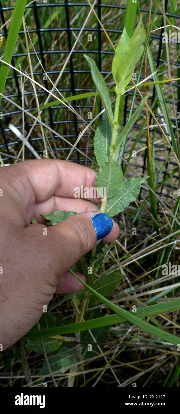 sand dune willow (Salix cordata) Plantae Stock Photo - Alamy
