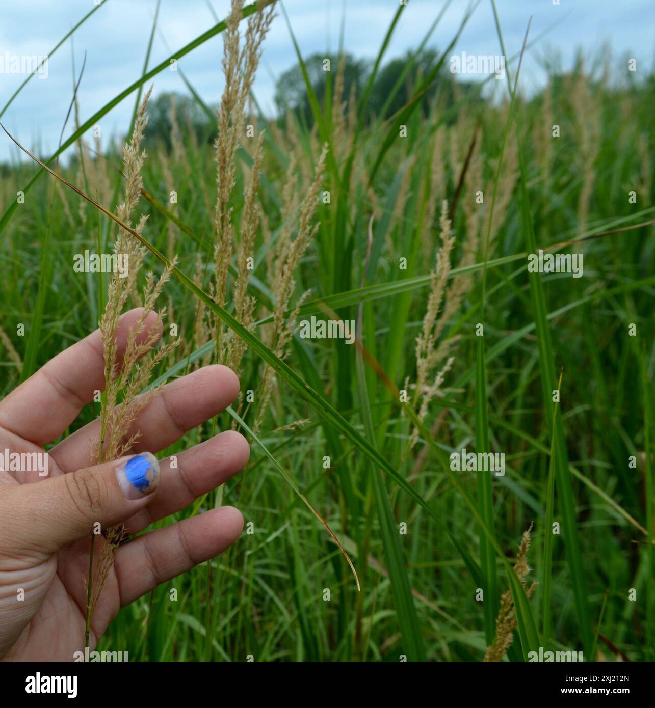 canadian bluejoint (Calamagrostis canadensis) Plantae Stock Photo - Alamy
