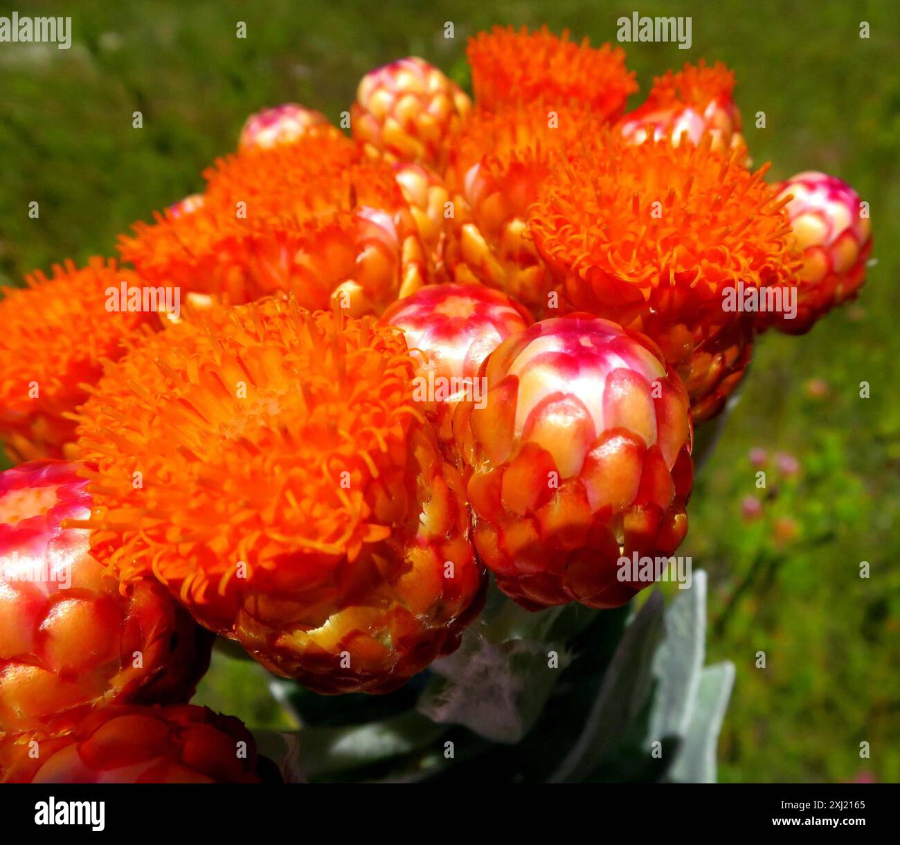 Strawberry Sewejaartjie (Syncarpha eximia) Plantae Stock Photo - Alamy