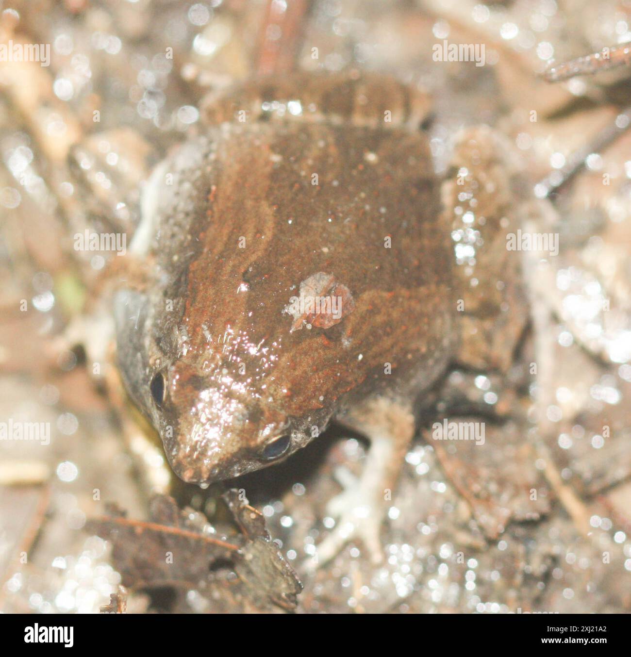 Mukhlesur's Narrow-mouthed Frog (Microhyla mukhlesuri) Amphibia Stock ...