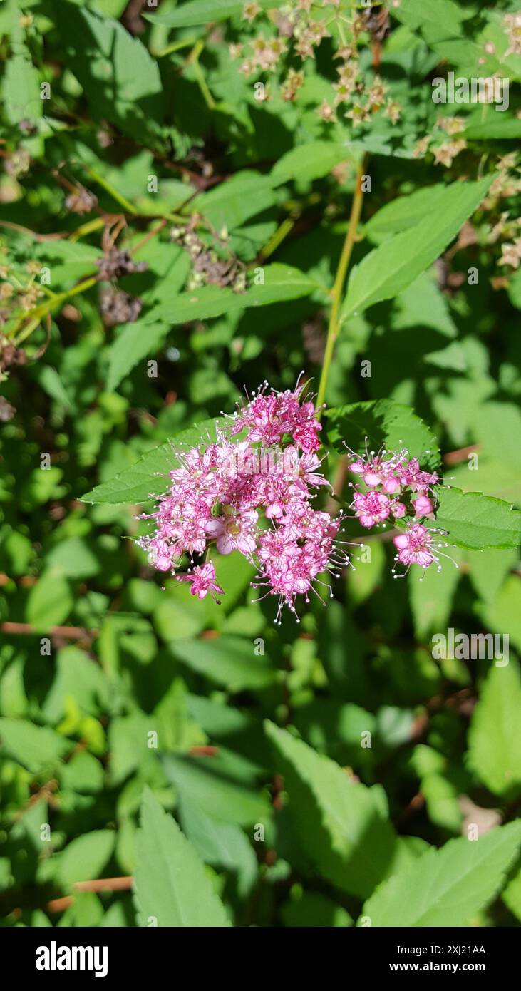 Japanese Spirea (Spiraea japonica) Plantae Stock Photo - Alamy