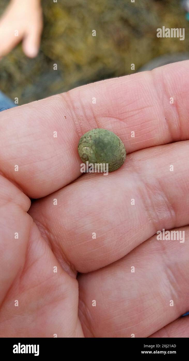 Littorina obtusata hi-res stock photography and images - Alamy