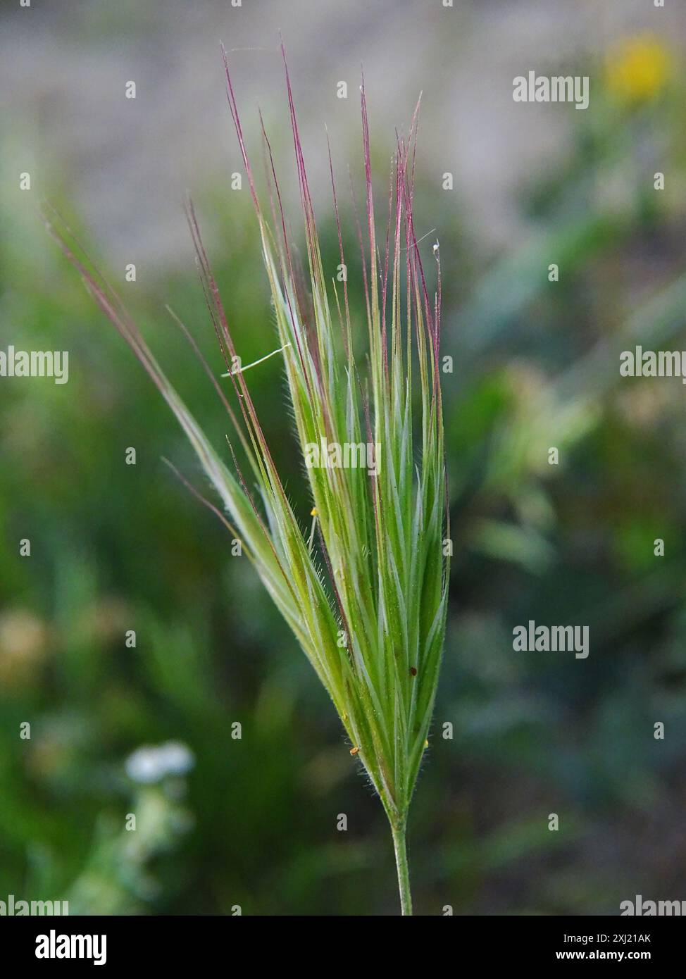Compact Brome (Bromus madritensis) Plantae Stock Photo - Alamy