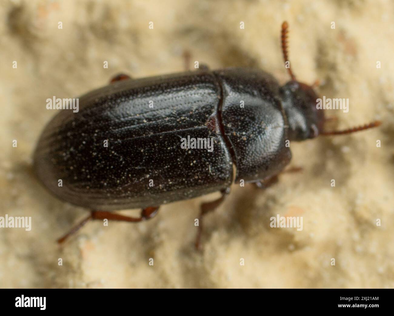 Lesser Mealworm (Alphitobius diaperinus) Insecta Stock Photo - Alamy