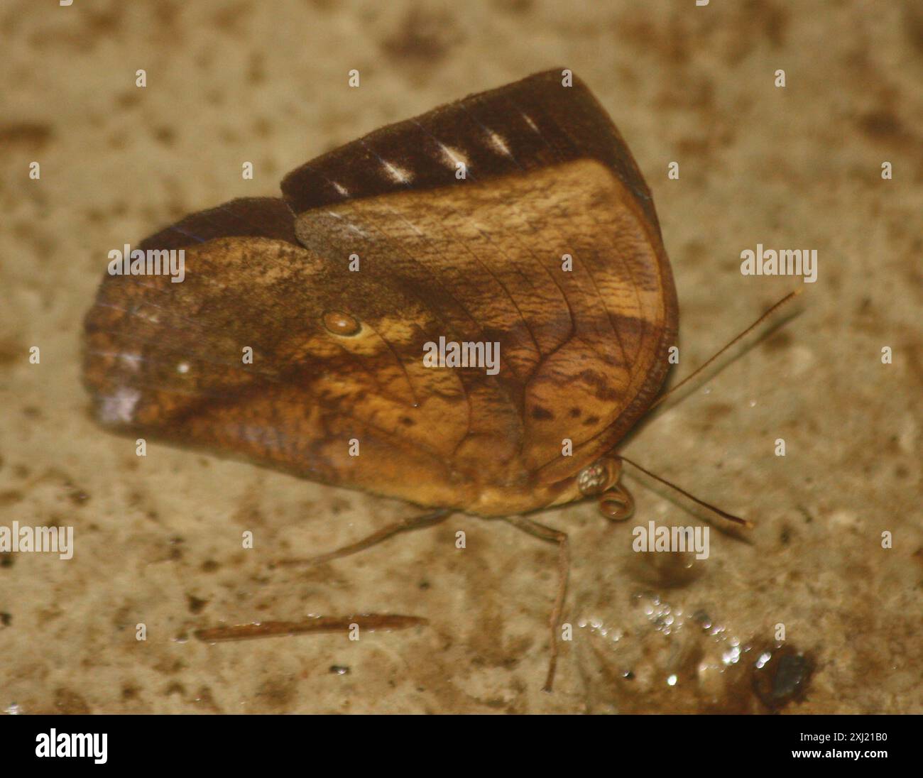 Discophora hi-res stock photography and images - Alamy