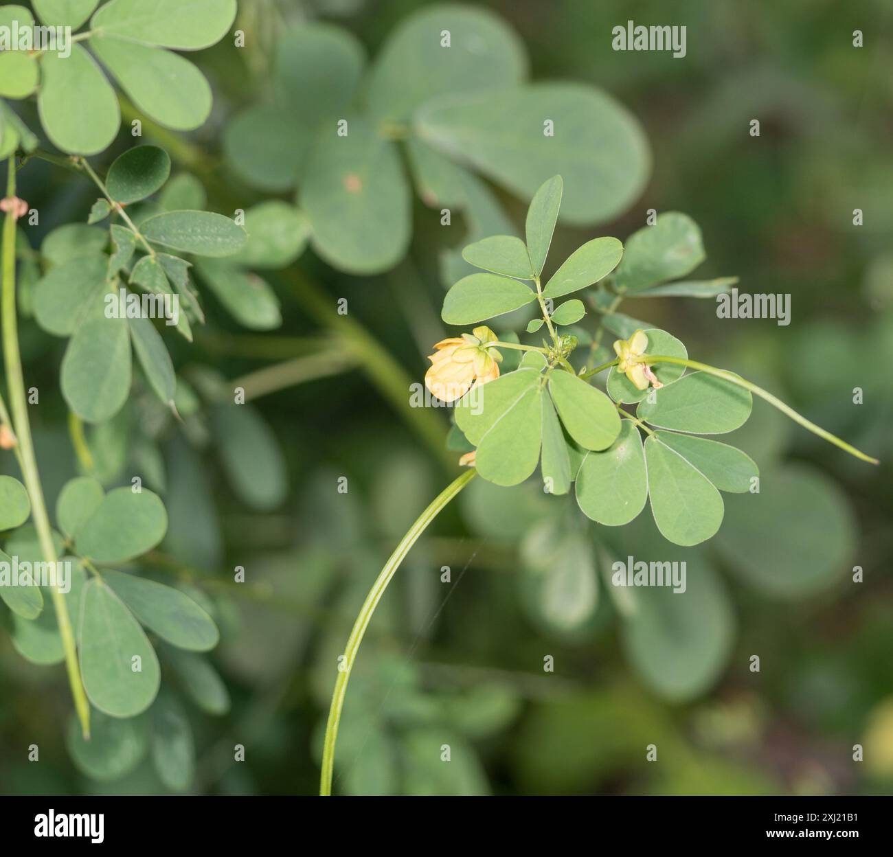American Sicklepod (Senna obtusifolia) Plantae Stock Photo - Alamy