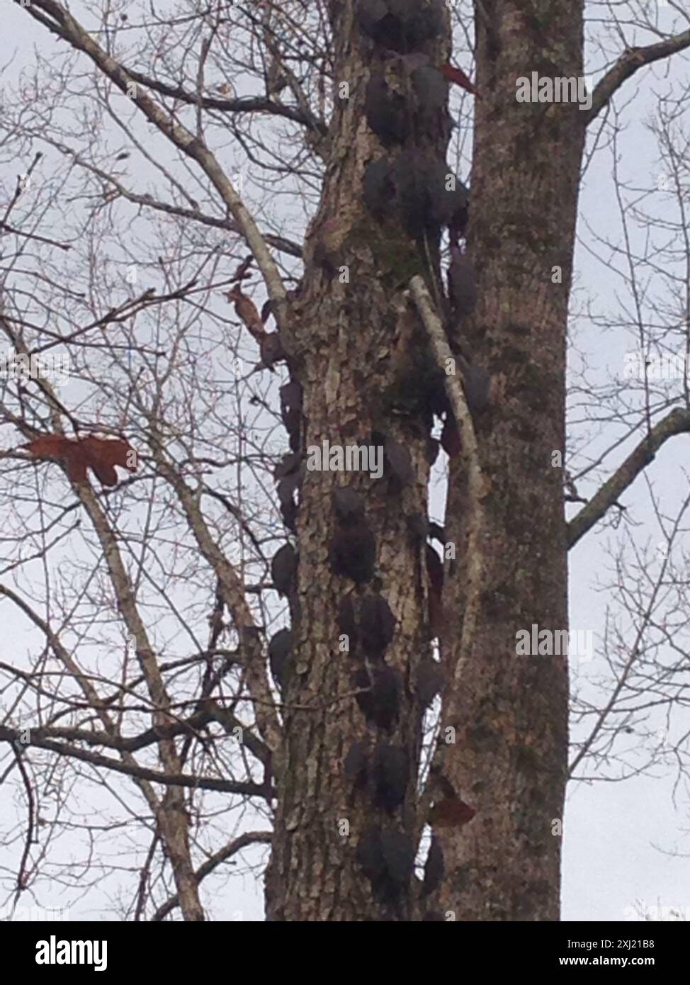cross vine (Bignonia capreolata) Plantae Stock Photo - Alamy