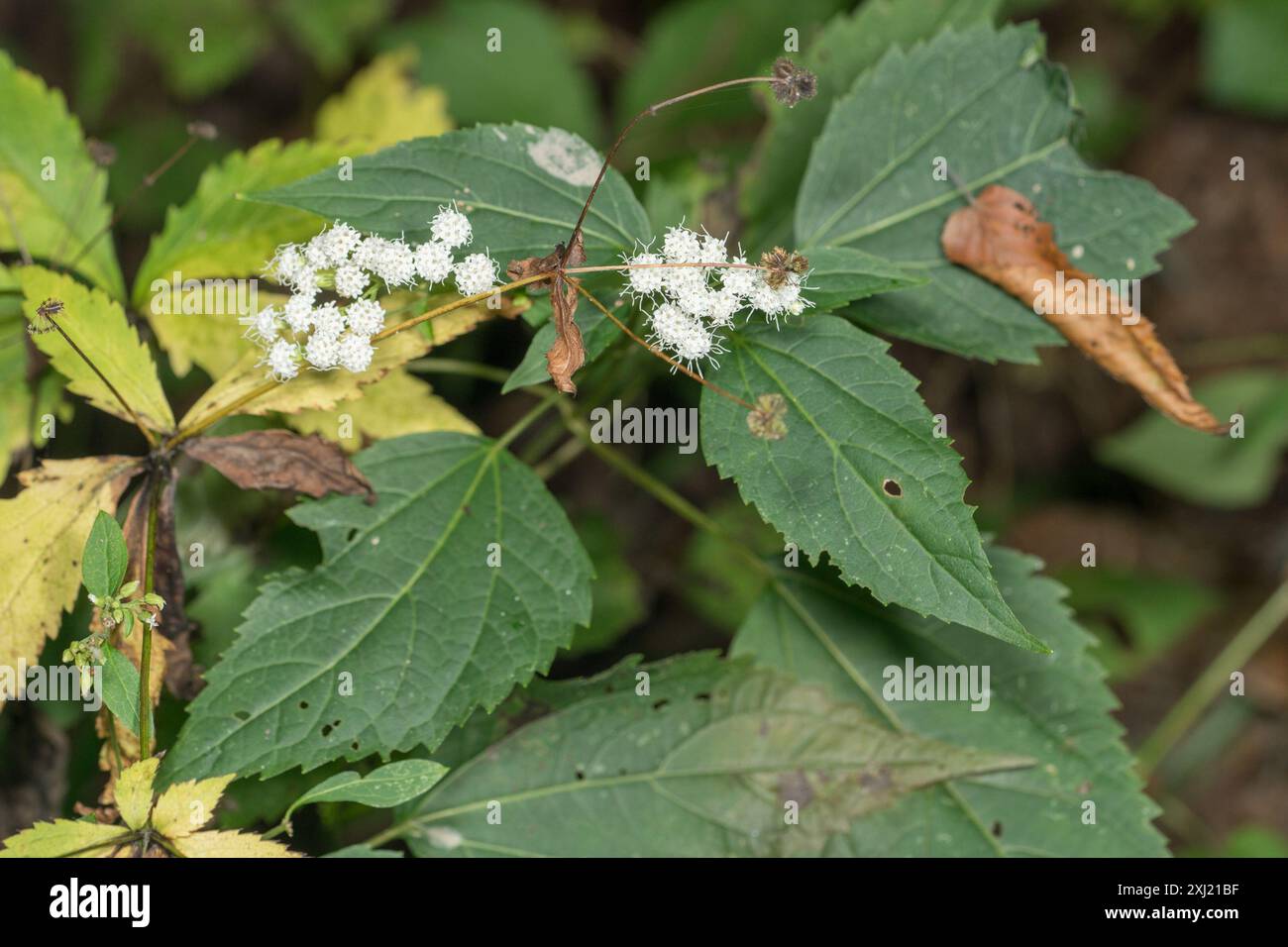 white snakeroot (Ageratina altissima) Plantae Stock Photo - Alamy