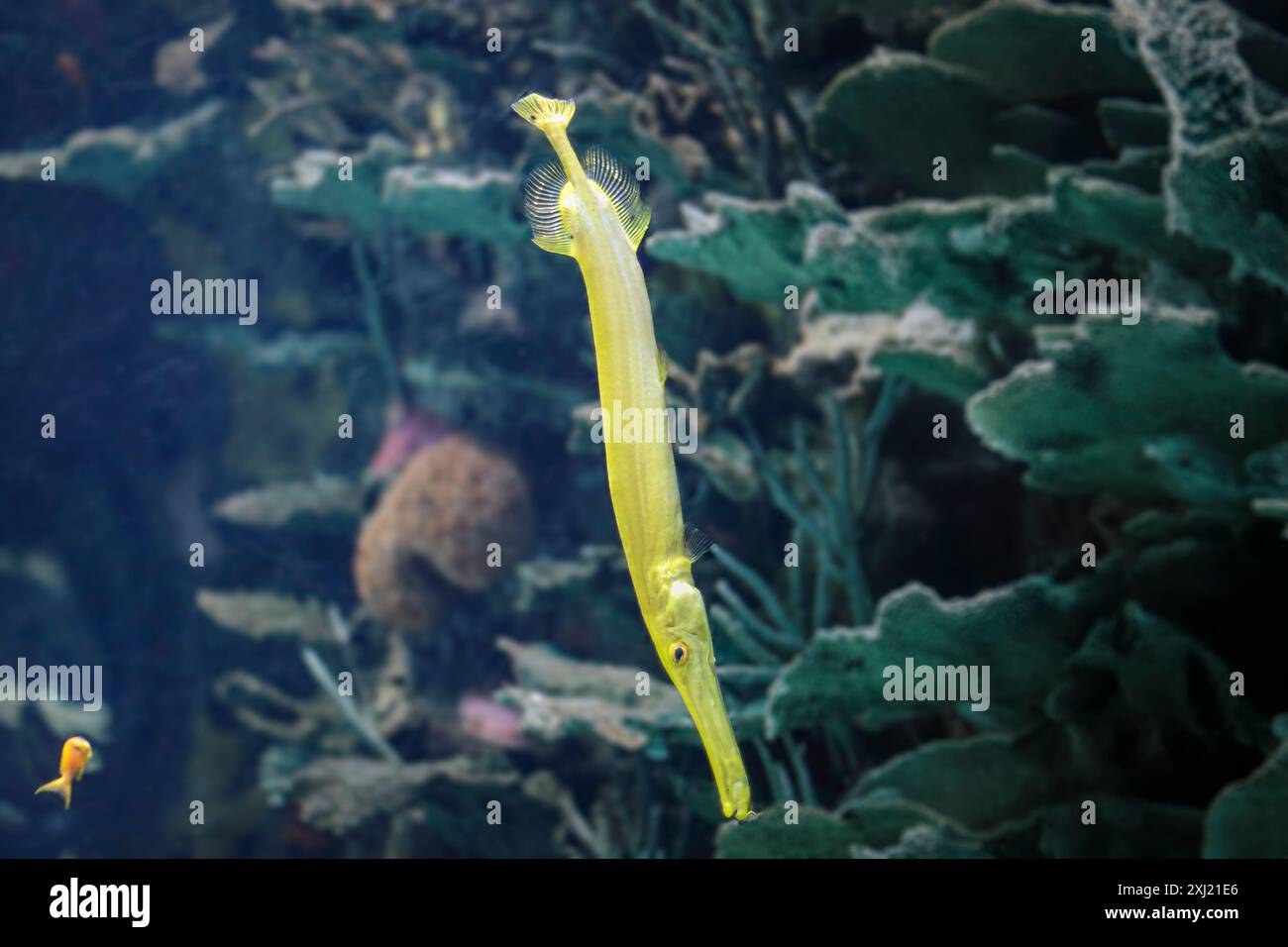 Beautiful tropical yellow trumpet fish Stock Photo - Alamy