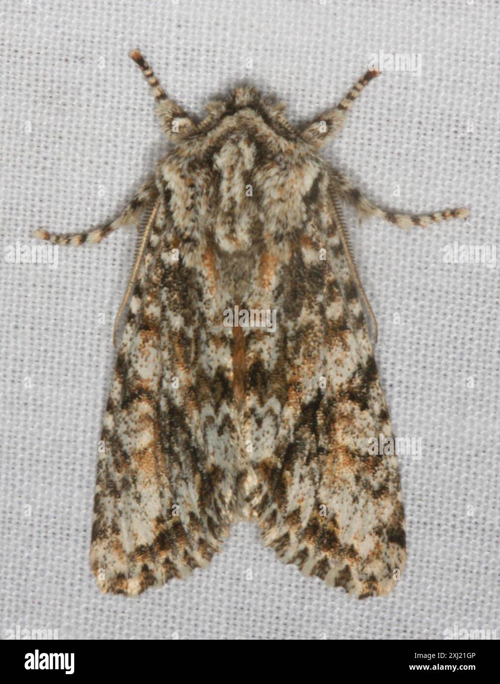 (Egira cognata) Insecta Stock Photo - Alamy