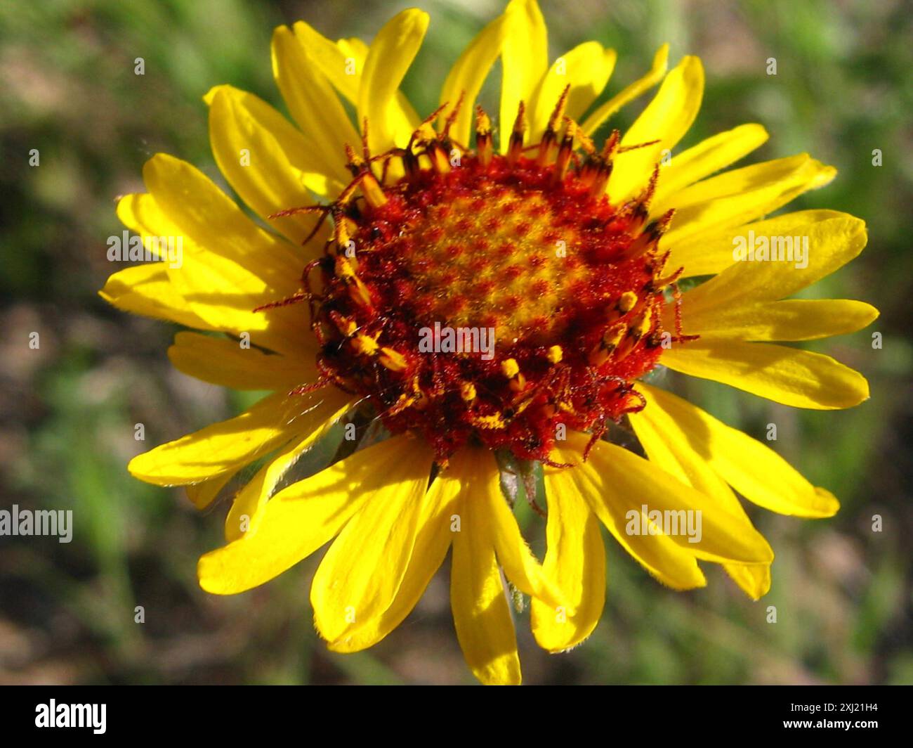 red dome blanketflower (Gaillardia pinnatifida) Plantae Stock Photo - Alamy