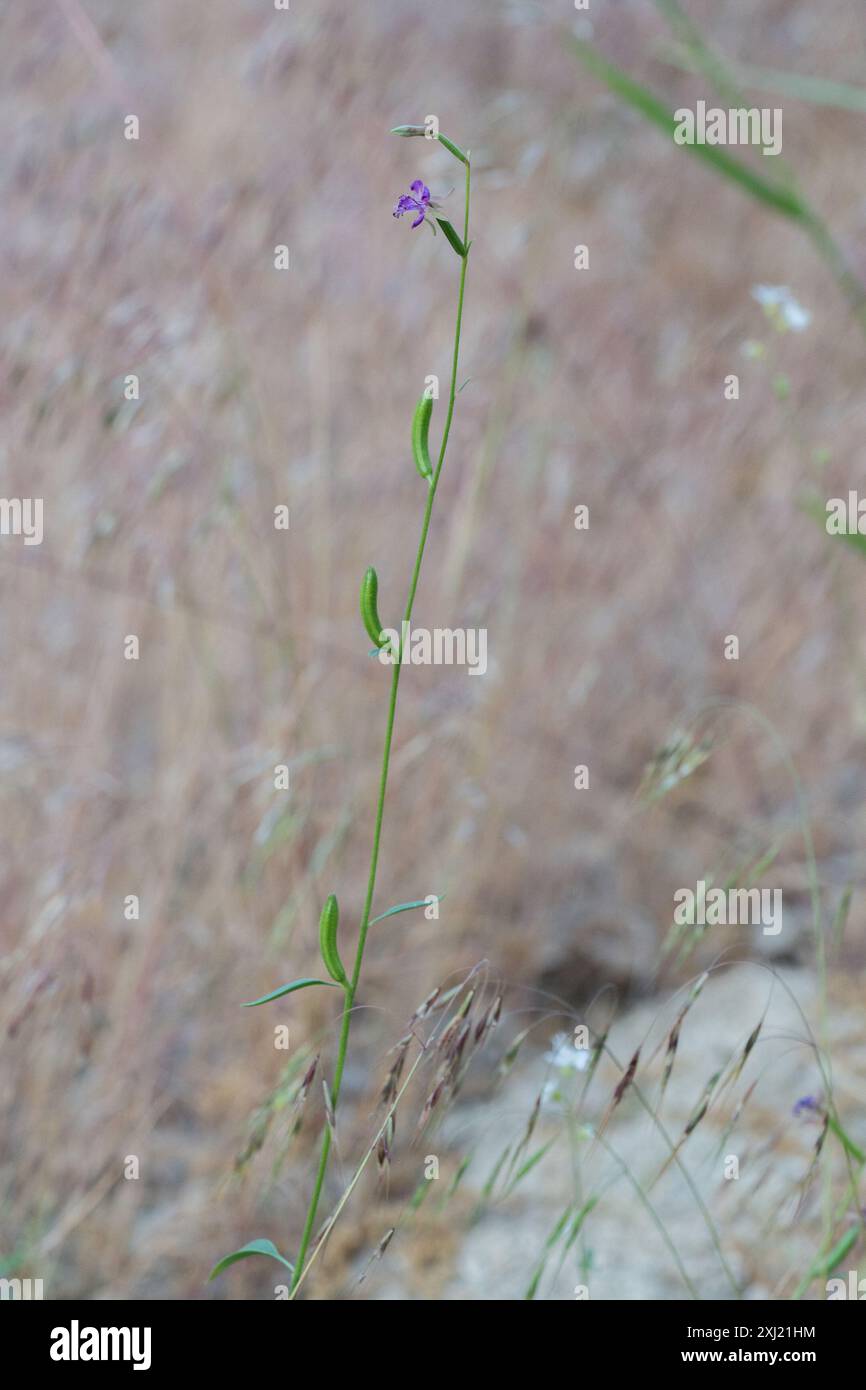 diamond clarkia (Clarkia rhomboidea) Plantae Stock Photo - Alamy
