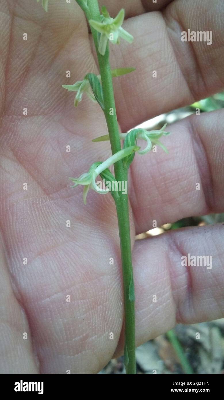Flat Spurred Piperia (Platanthera transversa) Plantae Stock Photo - Alamy