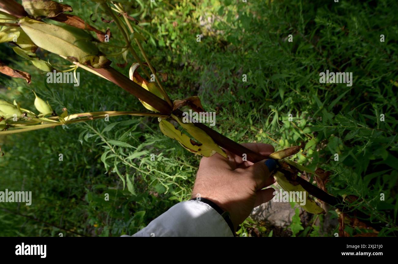 American columbo (Frasera caroliniensis) Plantae Stock Photo - Alamy