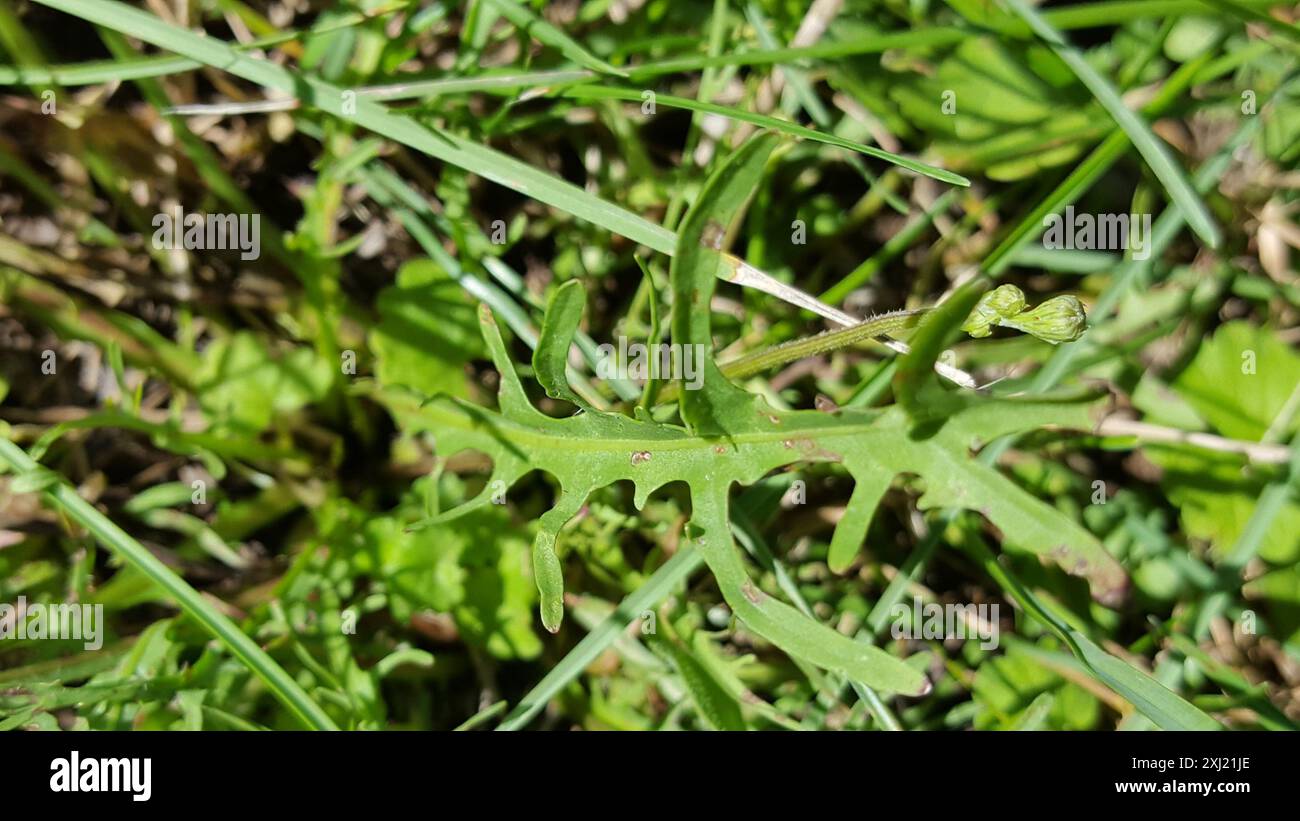 Autumn Hawkbit (Scorzoneroides autumnalis) Plantae Stock Photo - Alamy