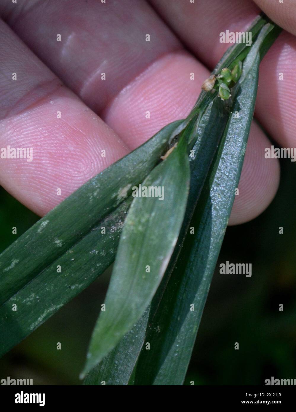 White Bear Sedge (Carex albursina) Plantae Stock Photo - Alamy