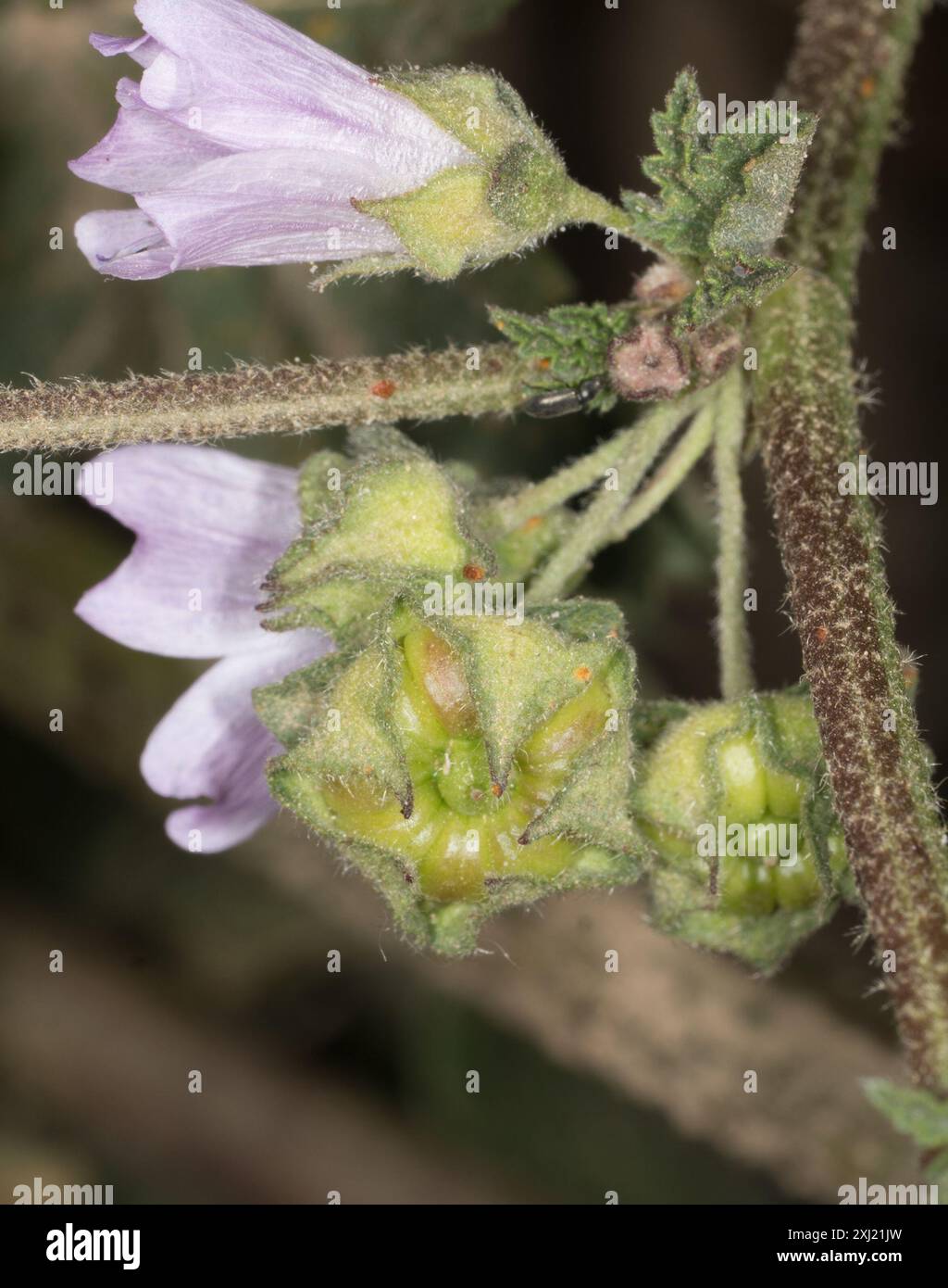 Cretan mallow (Malva multiflora) Plantae Stock Photo - Alamy