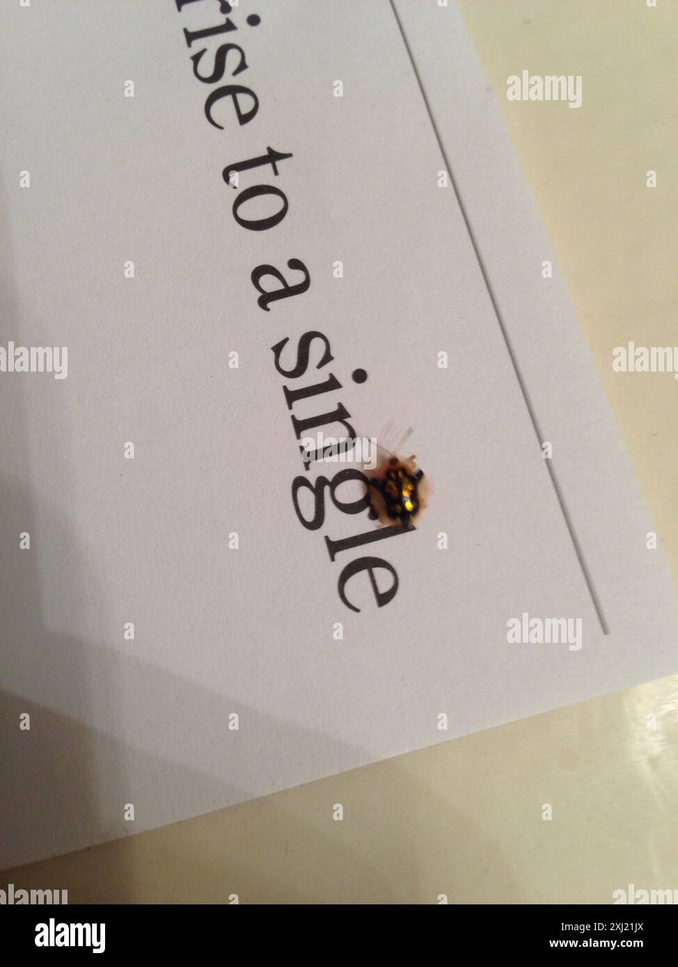 Mottled Tortoise Beetle (Deloyala guttata) Insecta Stock Photo - Alamy