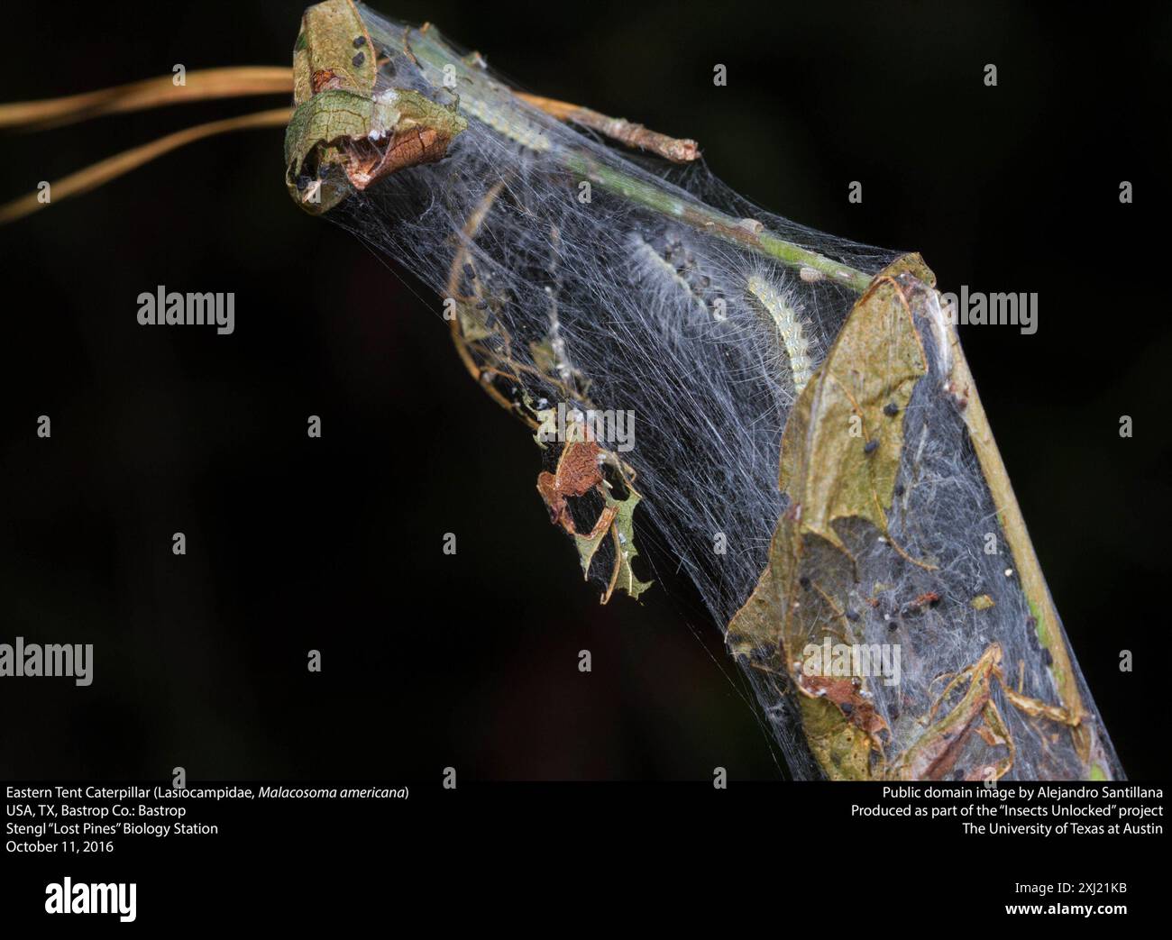 Fall Webworm Moth (Hyphantria cunea) Insecta Stock Photo - Alamy