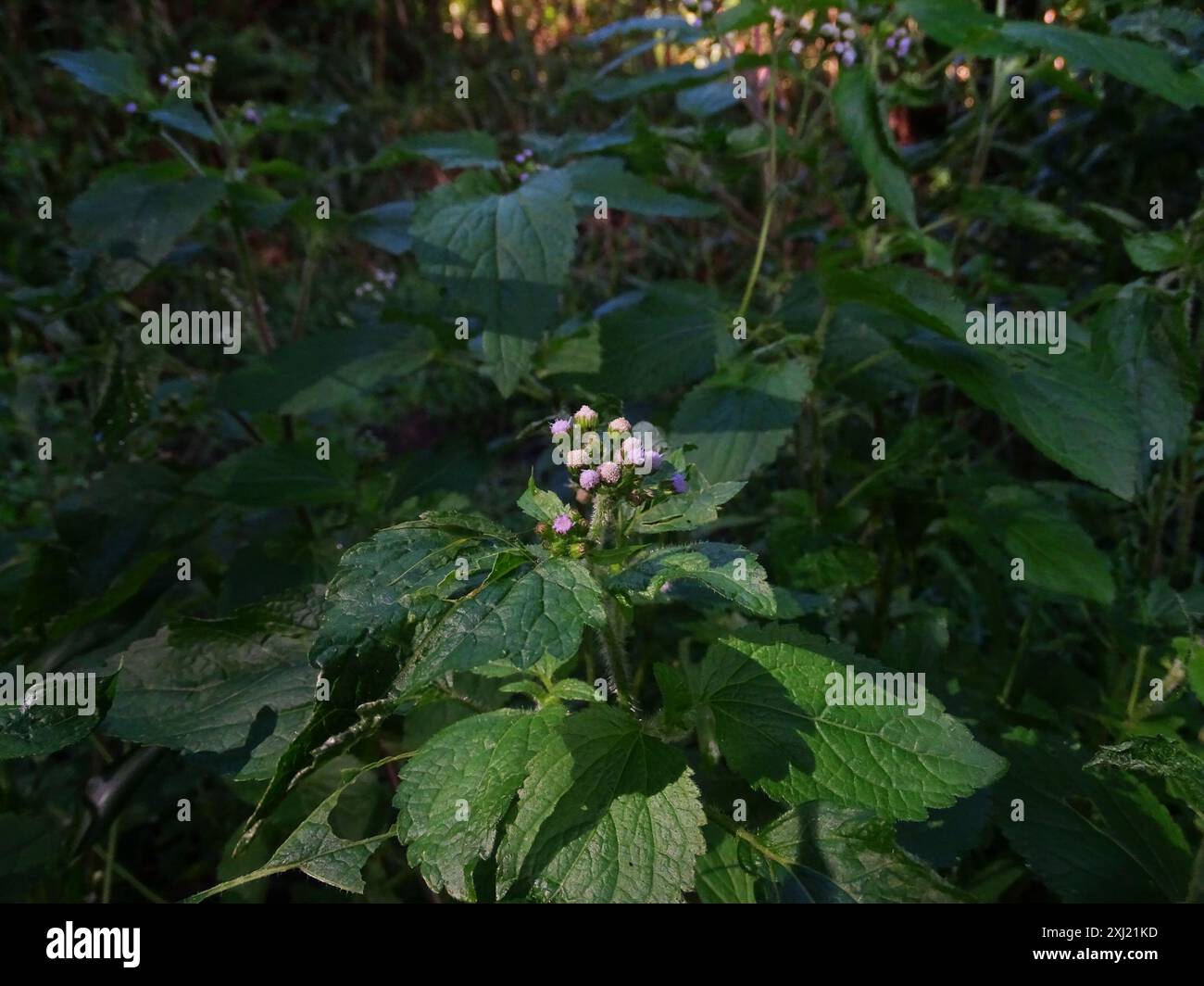 billygoat weed (Ageratum conyzoides) Plantae Stock Photo - Alamy