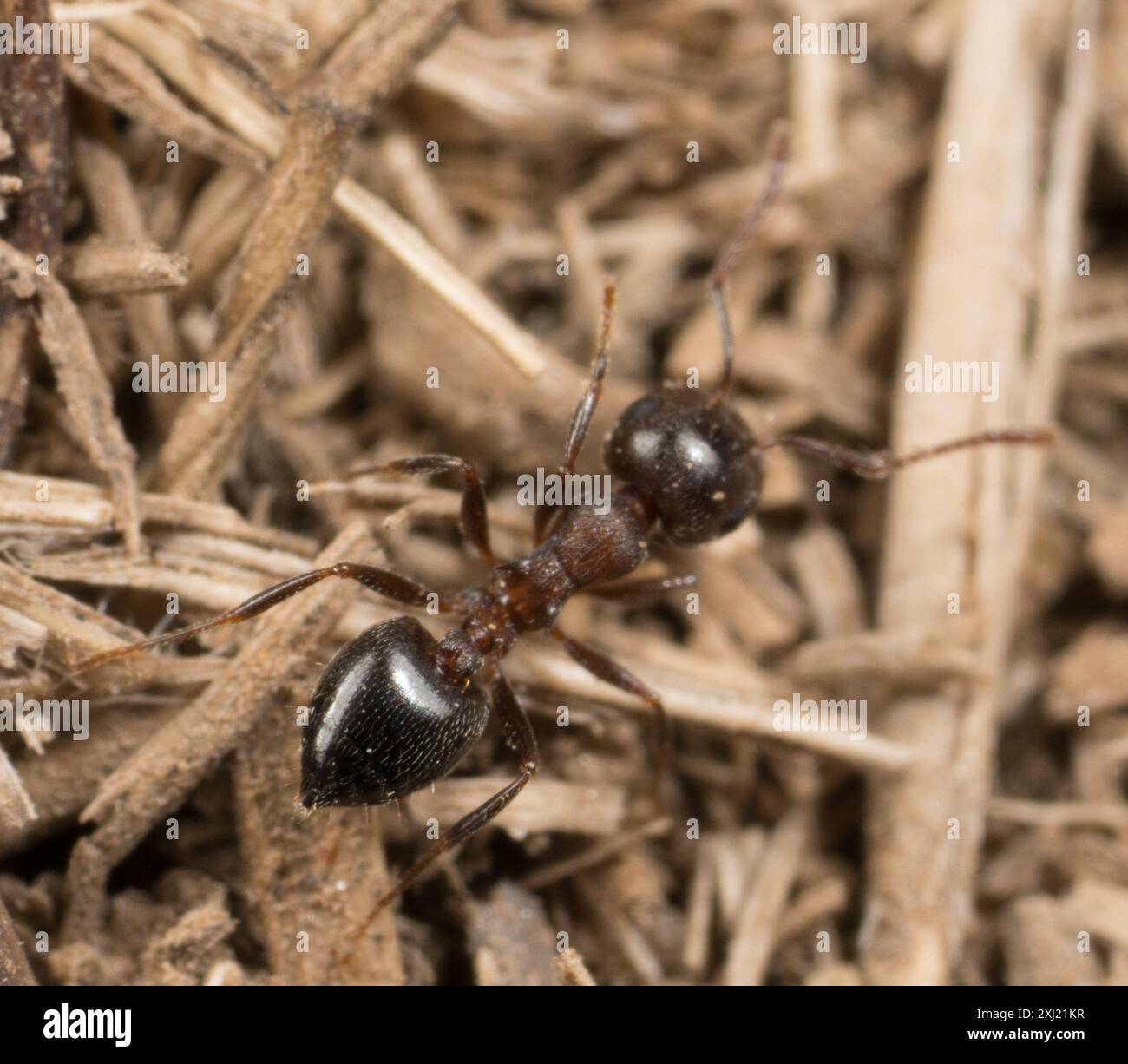 Acrobat Ants and Cocktail Ants (Crematogaster) Insecta Stock Photo - Alamy