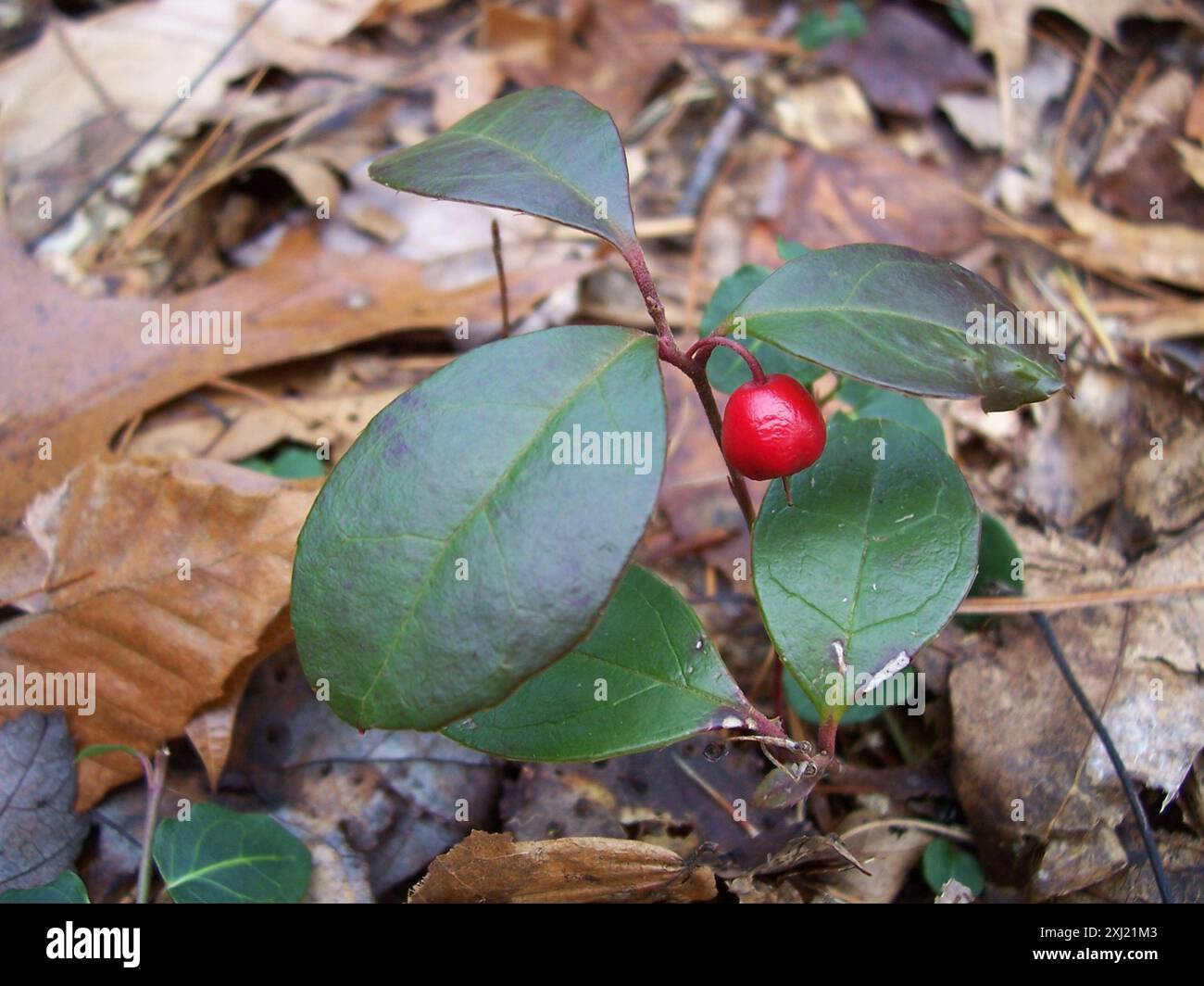 Eastern Teaberry (Gaultheria procumbens) Plantae Stock Photo - Alamy