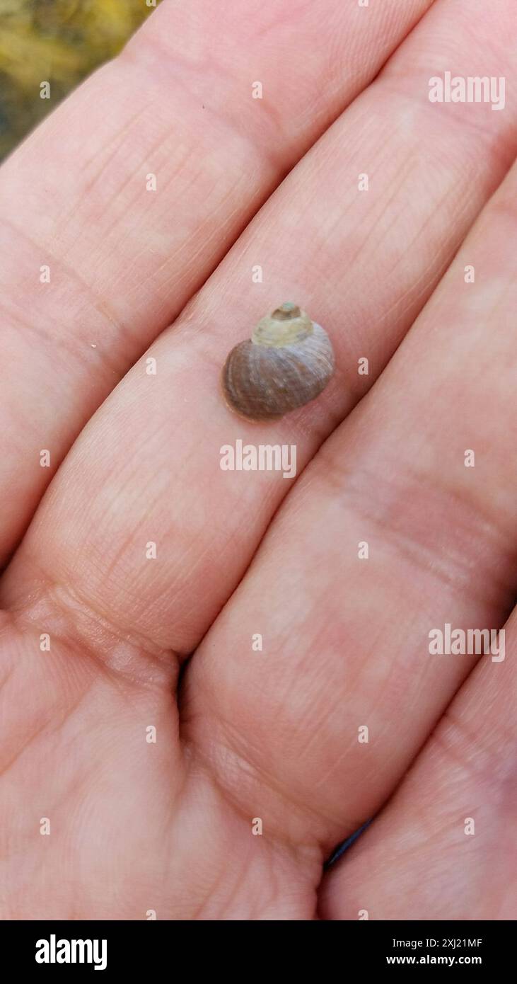 Rough Periwinkle (Littorina saxatilis) Mollusca Stock Photo - Alamy