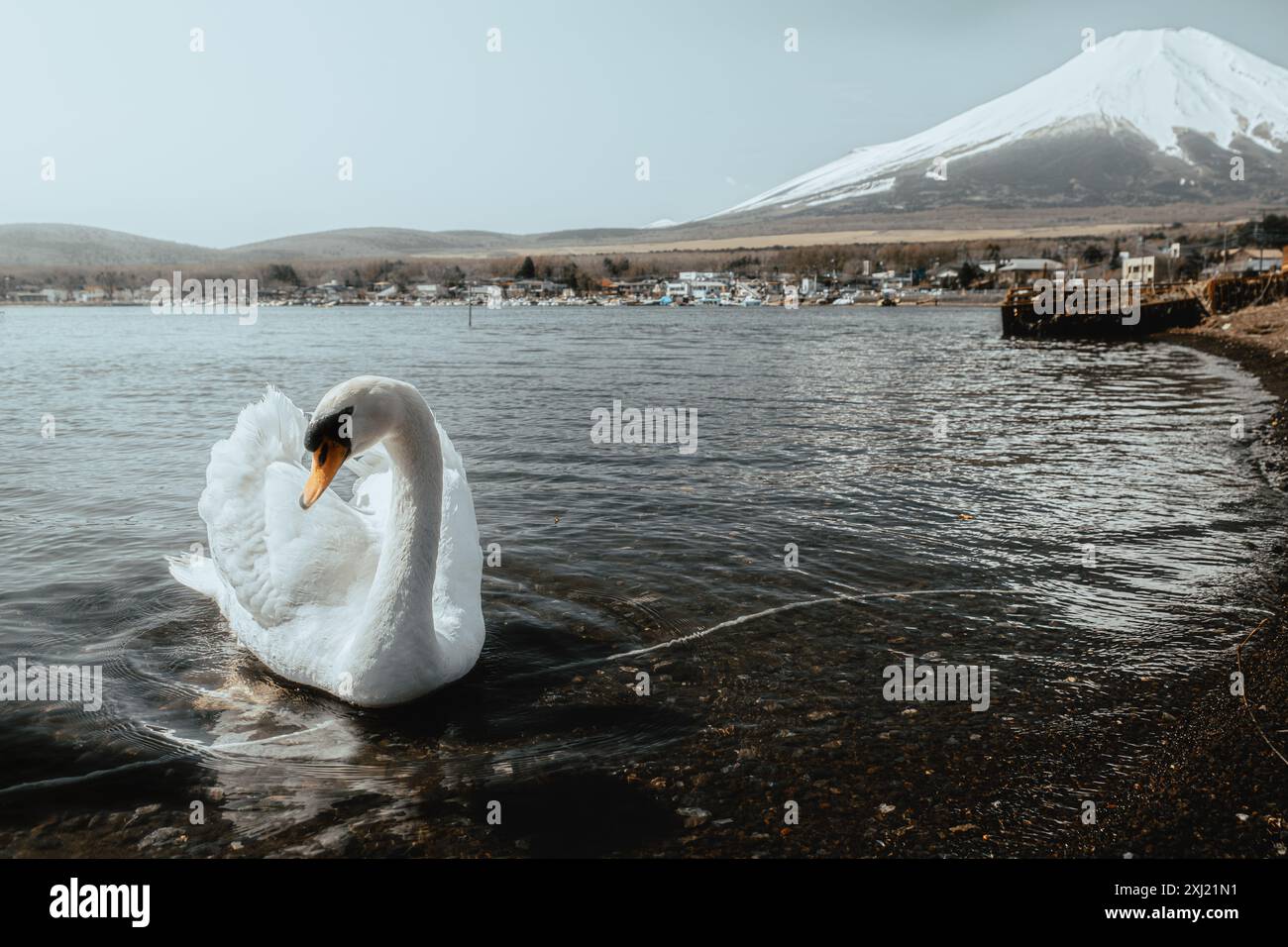 Swan Lake Symphony - Yamanakako - Yamanashi Mount Fuji Tokyo Japan ...