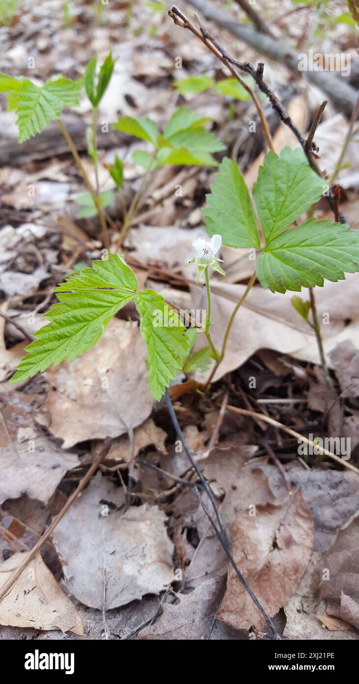 dwarf raspberry (Rubus pubescens) Plantae Stock Photo - Alamy