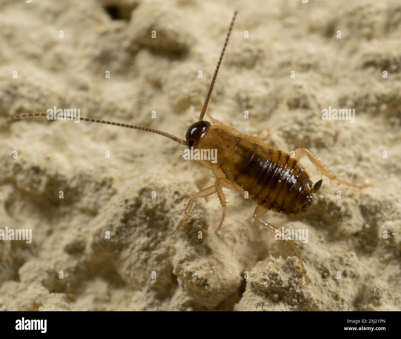 Cockroaches and Termites (Blattodea) Insecta Stock Photo - Alamy