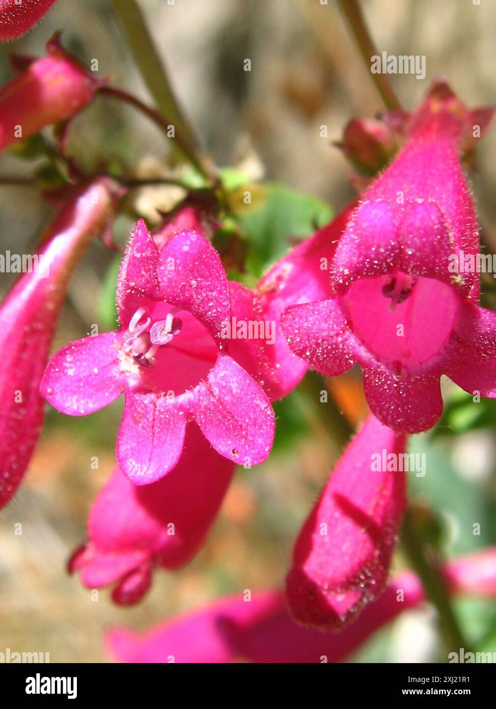 desert penstemon (Penstemon pseudospectabilis) Plantae Stock Photo - Alamy