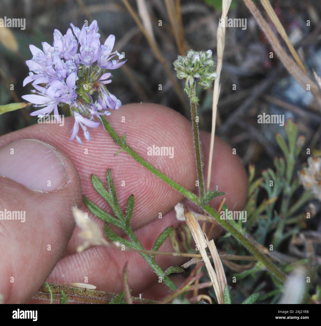 bluehead gilia (Gilia capitata) Plantae Stock Photo - Alamy